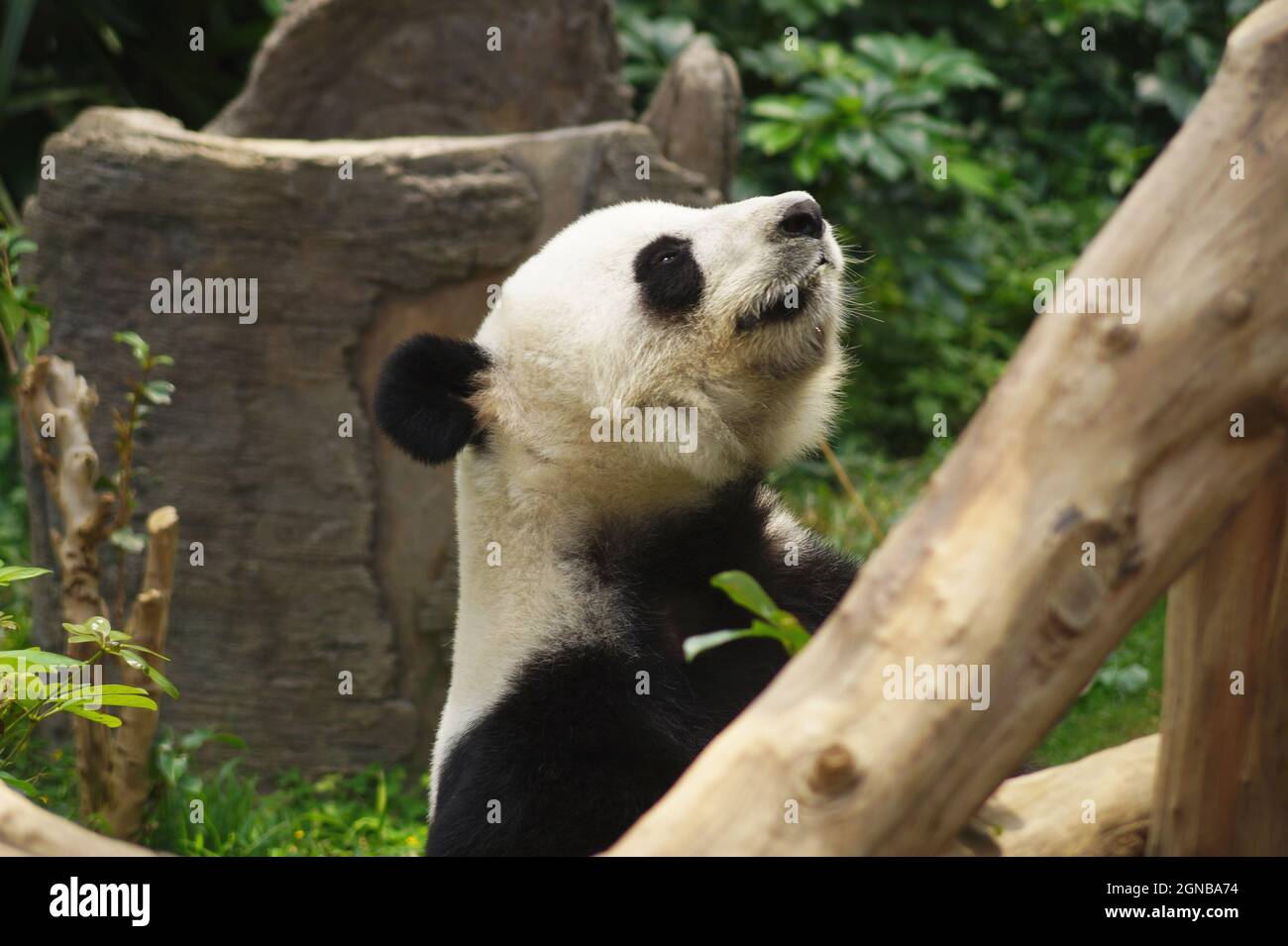 side faced panda behind a tree branch Stock Photo - Alamy