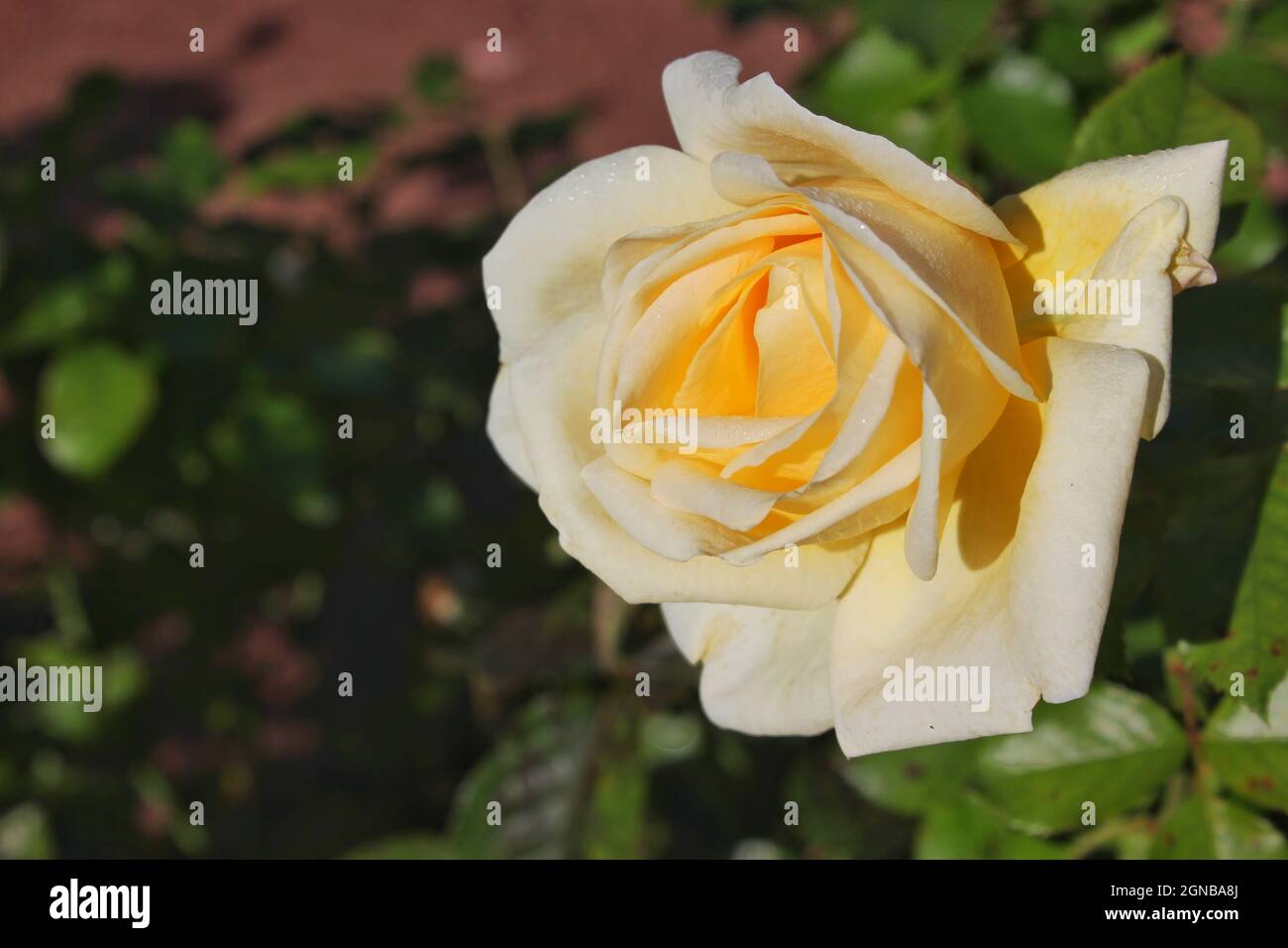 Bright yellow rose flower growing in the sunny summer meadow Stock ...