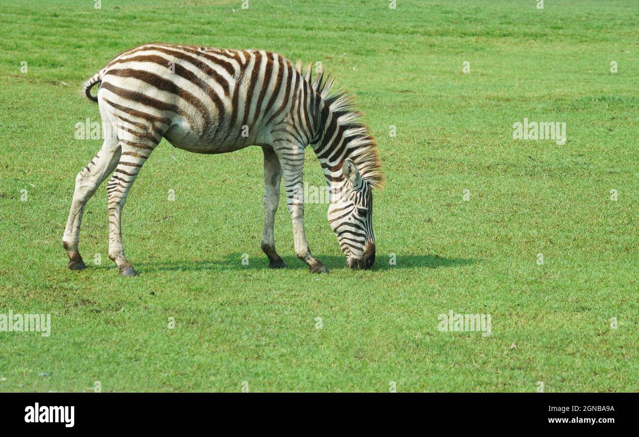 Zebra eating bark hi-res stock photography and images - Alamy
