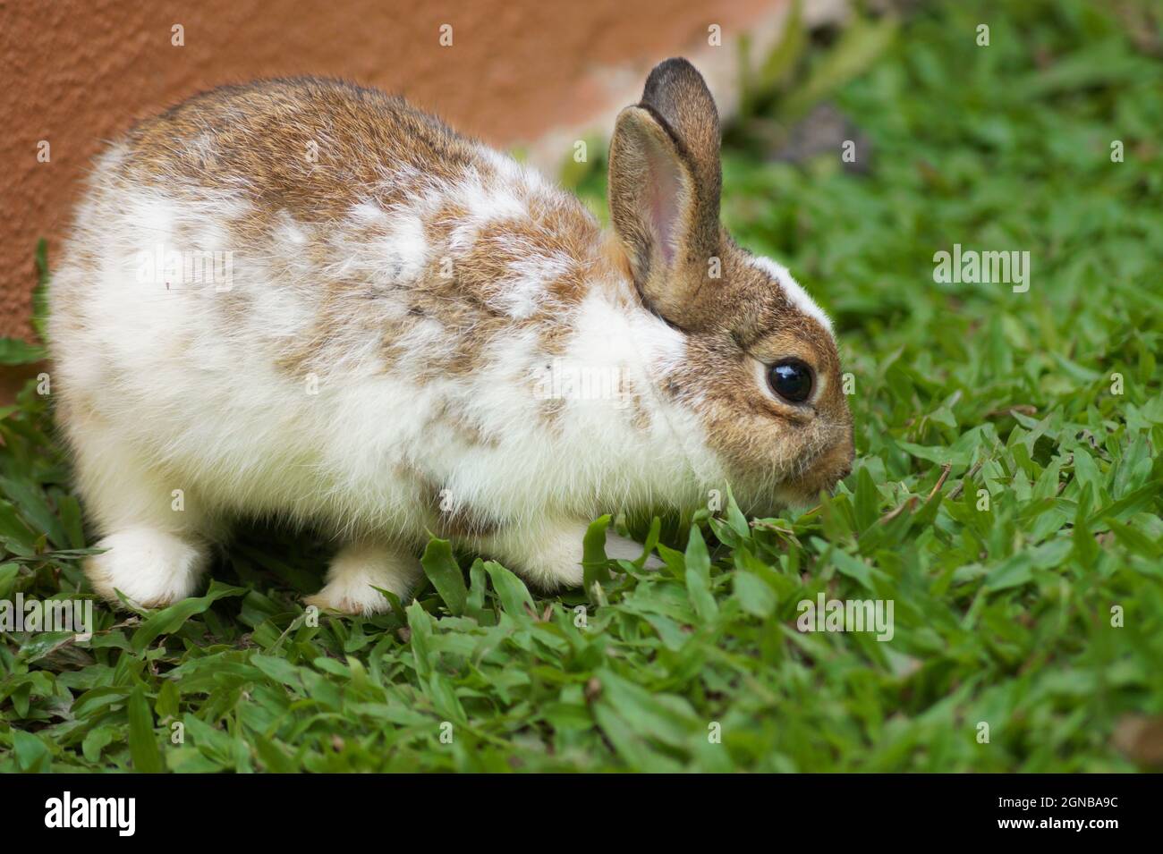 Rabbit on lawn hi-res stock photography and images - Alamy