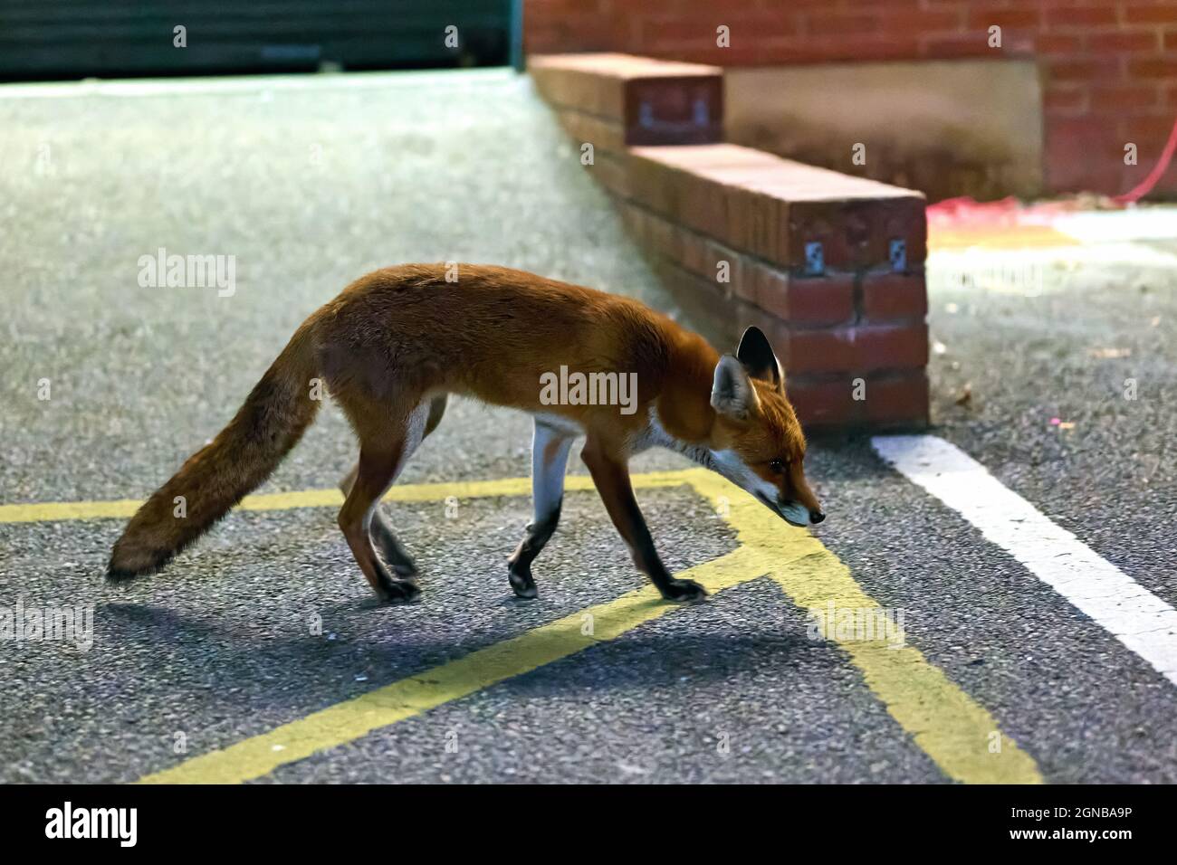 Mr fox hi-res stock photography and images - Alamy
