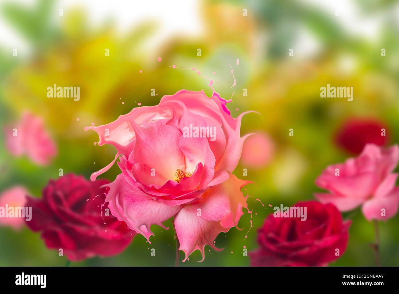 Liquid rose with splash effect. Summer bloom delicate roses festive ...