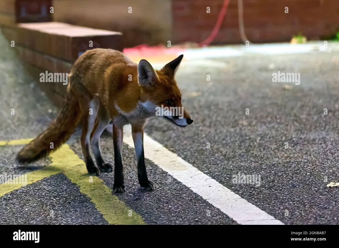 Mr fox hi-res stock photography and images - Alamy