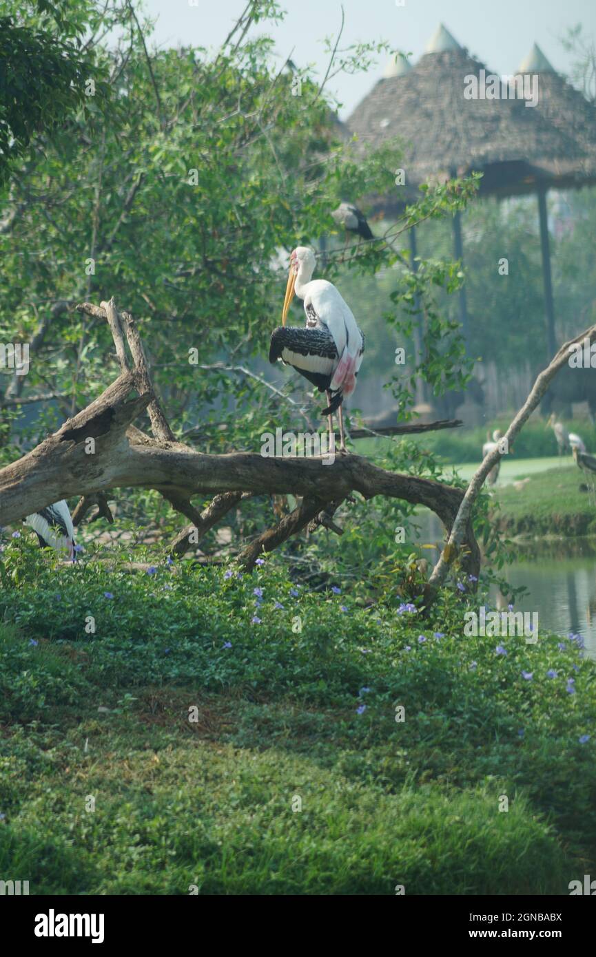 crane bird cleaning itself on a tree trunk Stock Photo - Alamy