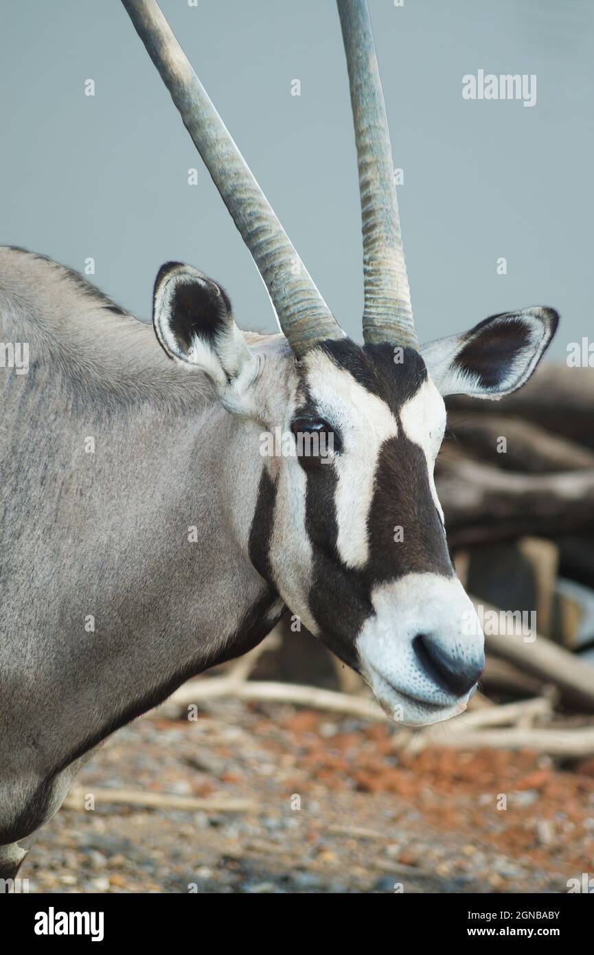 isolated antelope with grey horns Stock Photo - Alamy