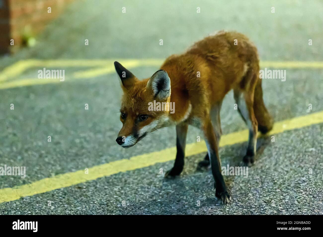 Mr fox hi-res stock photography and images - Alamy