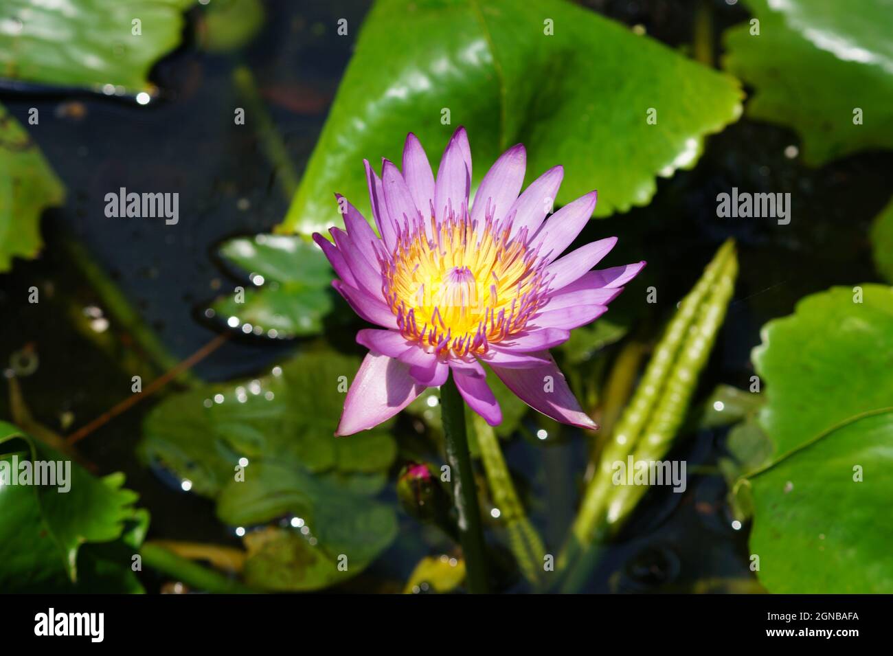 isolated water lilly floating with green leaves Stock Photo - Alamy