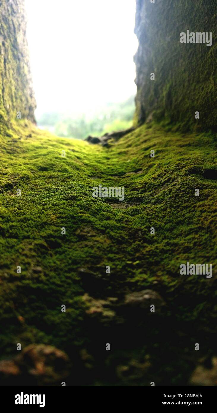 light at the end of a marshy green cave Stock Photo - Alamy