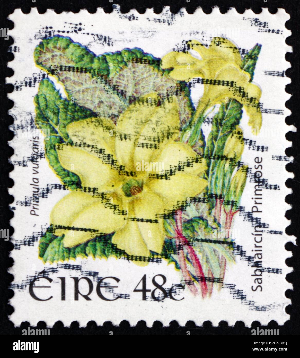 IRELAND - CIRCA 2004: a stamp printed in Ireland shows Primrose ...