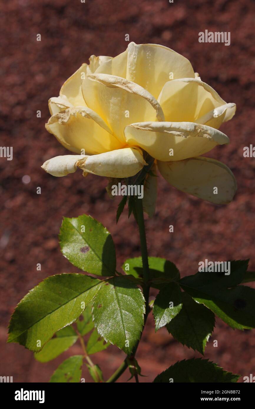 Bright yellow rose flower growing in the sunny summer meadow Stock ...