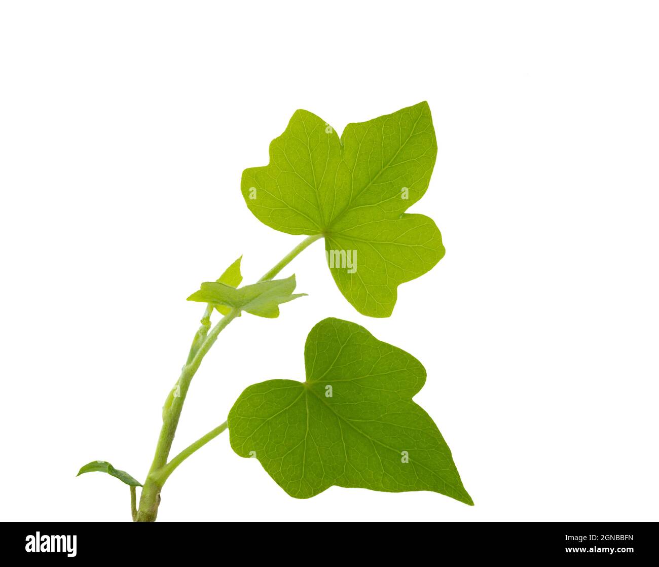 Ivy spring wall Cut Out Stock Images & Pictures - Alamy