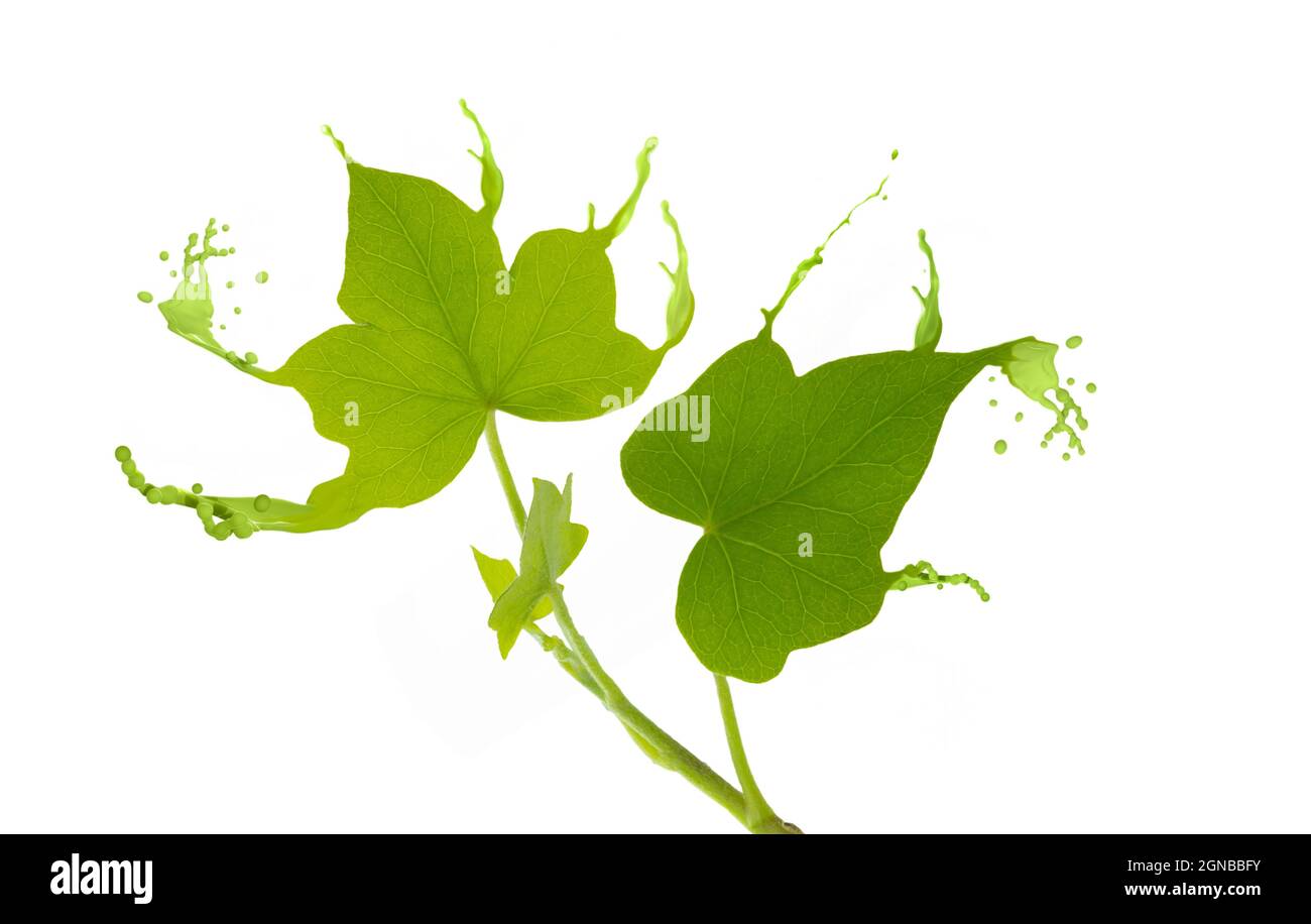 liquid ivy leaf with water spalsh and white background Stock Photo - Alamy