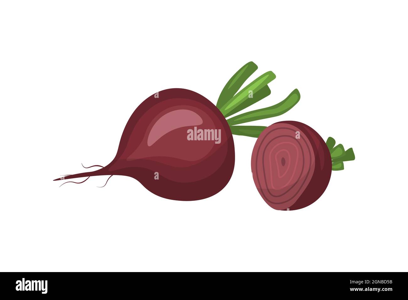Beetroot whole and in a cut isolated on white background. vector ...