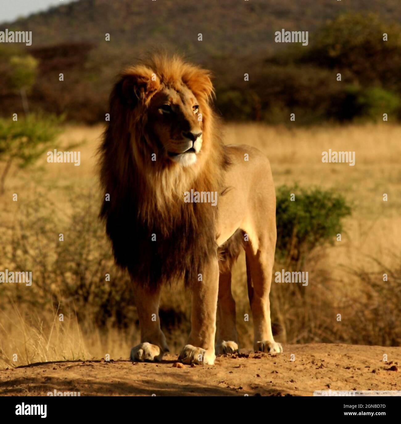 The Lion Is Roaring Standing High Resolution Stock Photography and ...
