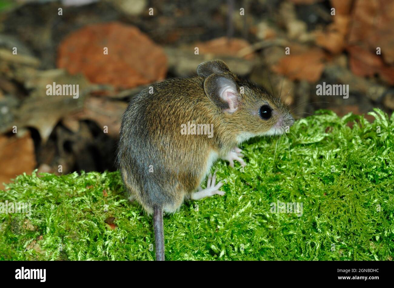 wood mouse apodemus sylvaticus Stock Photo - Alamy