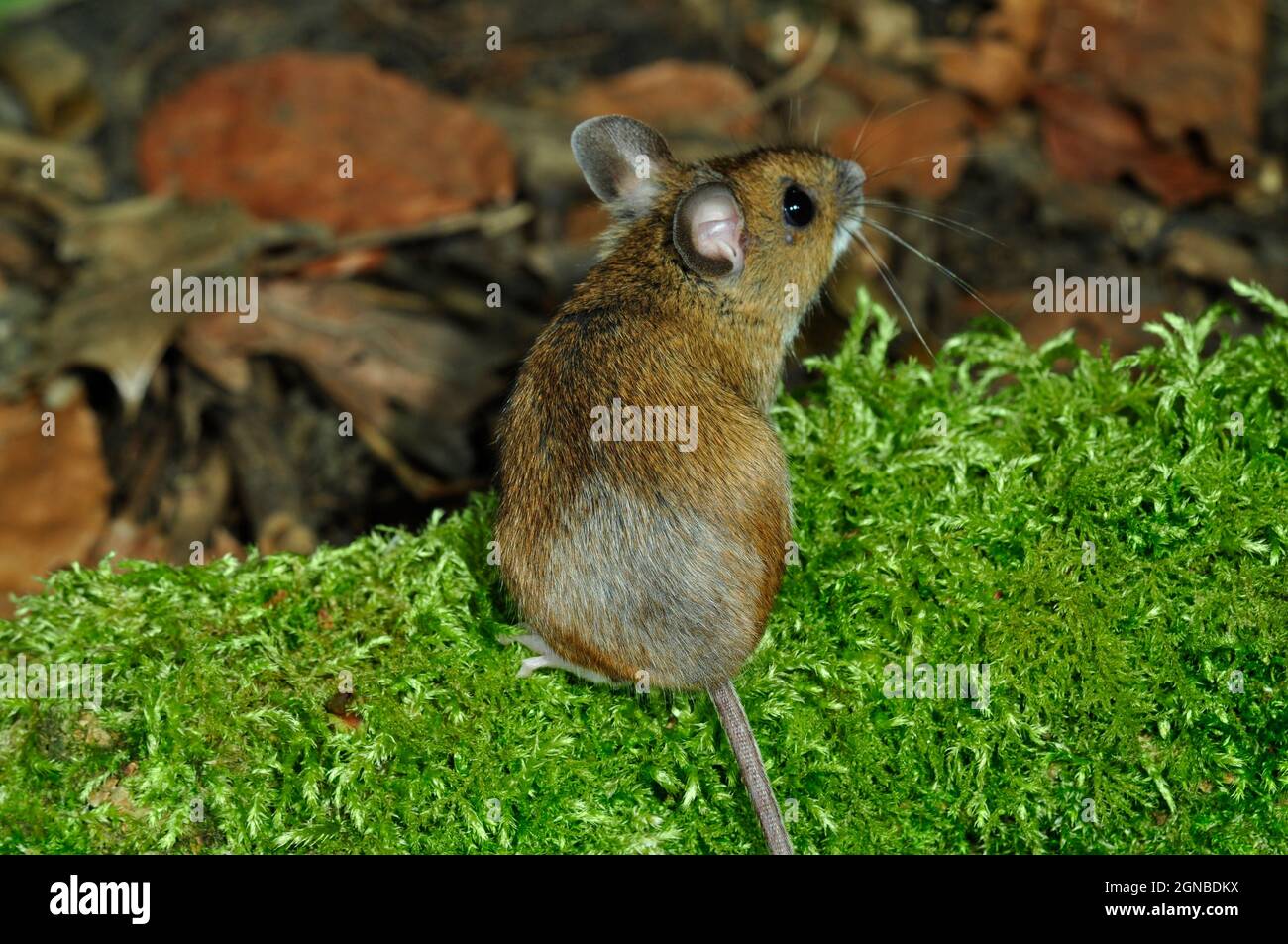 wood mouse apodemus sylvaticus Stock Photo - Alamy