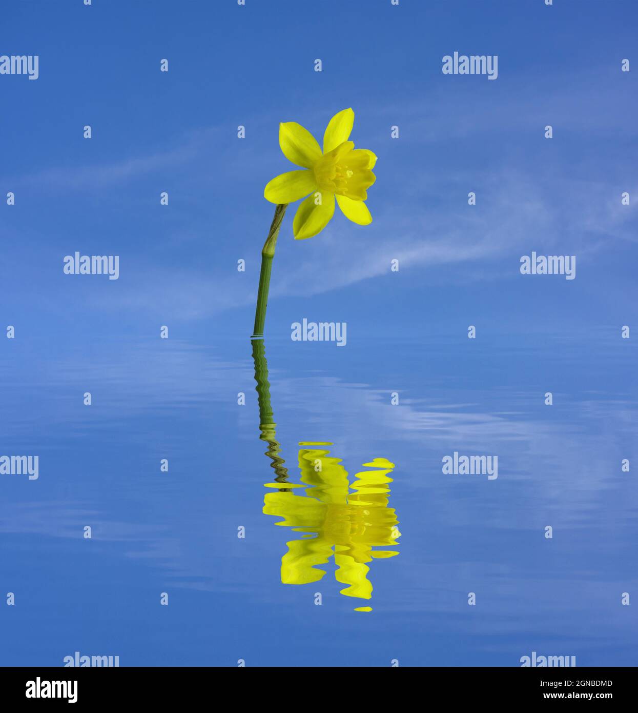 Yellow flower reflected in water with sky background Stock Photo - Alamy