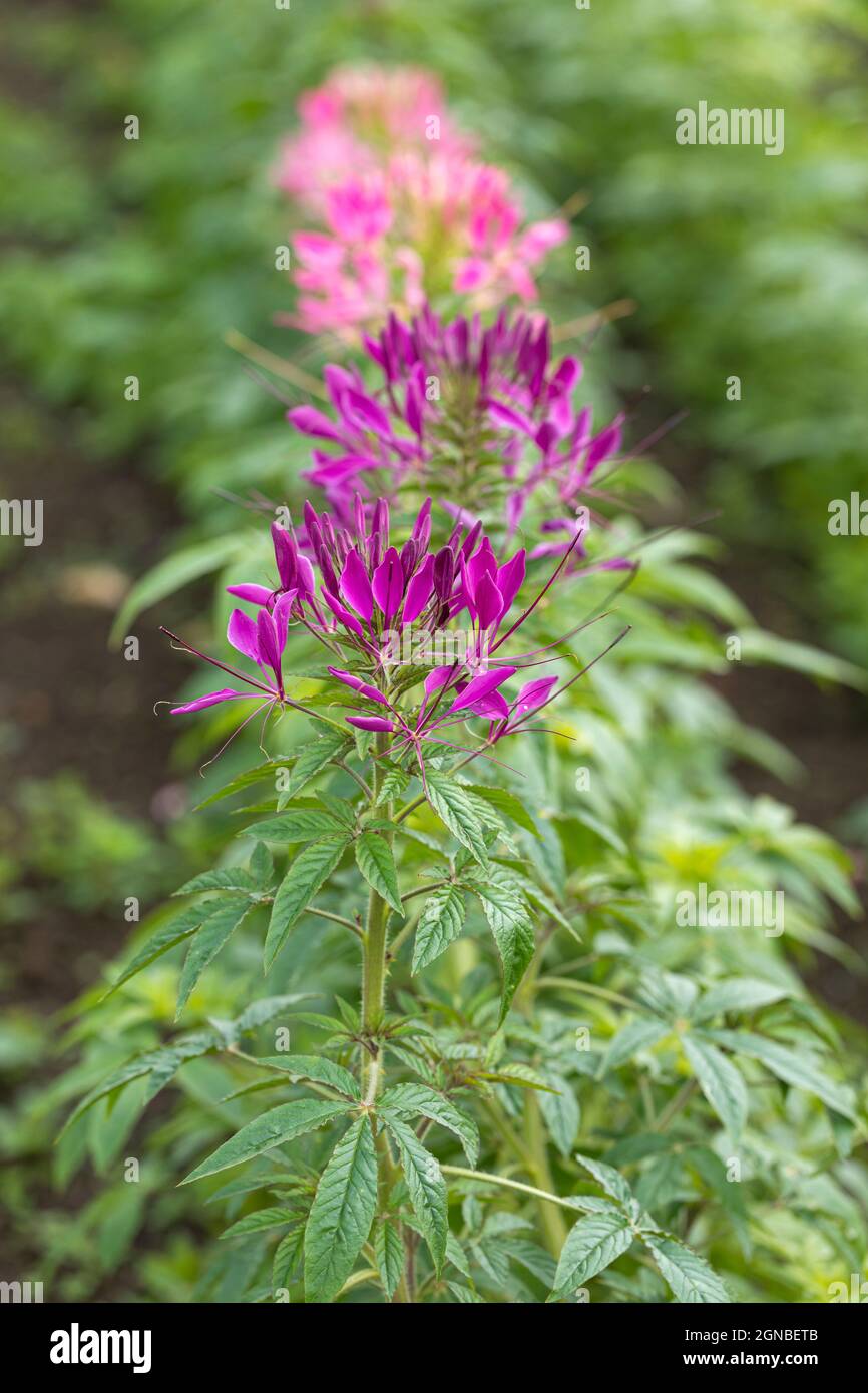 Garden spider uk hi-res stock photography and images - Alamy