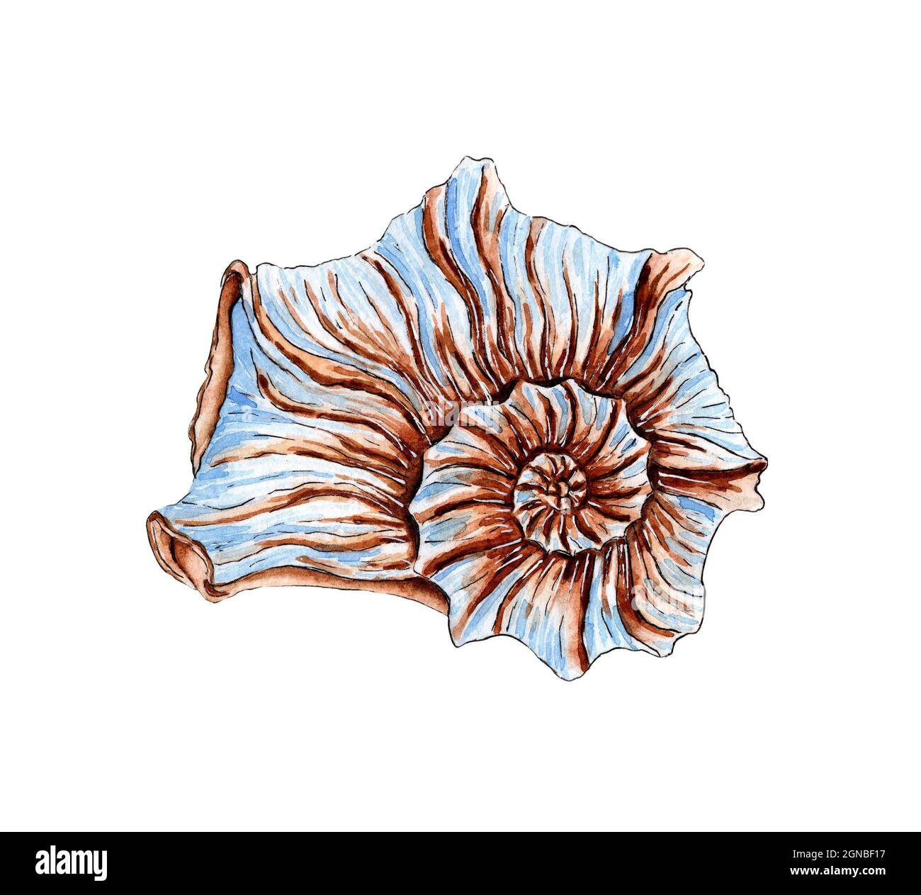 Watercolor illustration of a beautiful twisted seashell in beige and ...