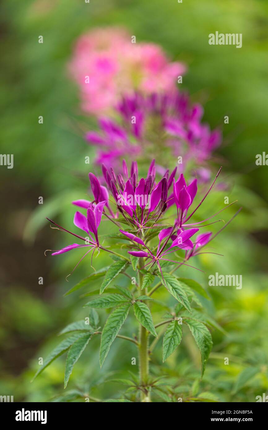 Garden spider uk hi-res stock photography and images - Alamy