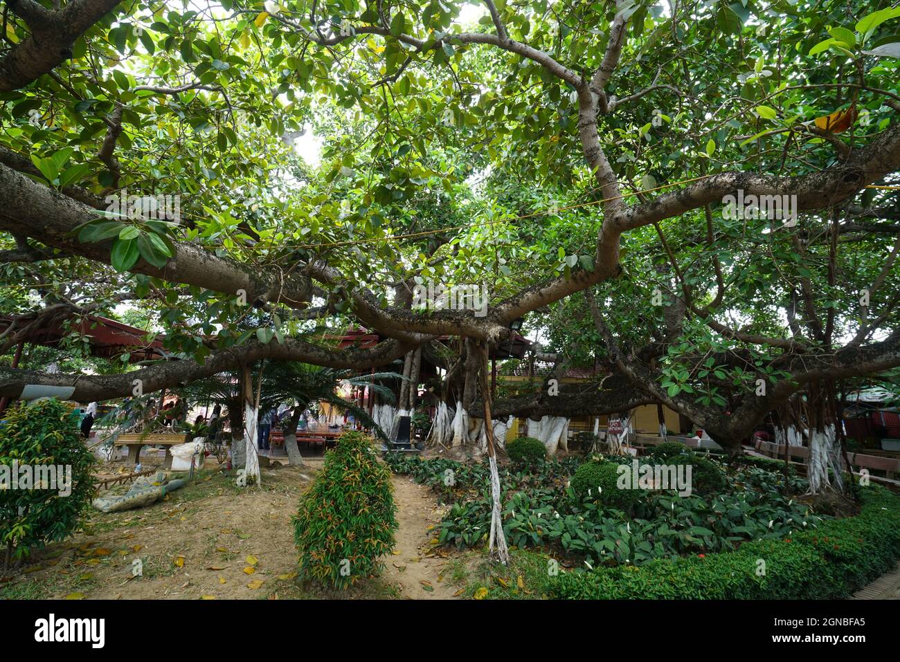 Giant pho tree hi-res stock photography and images - Alamy