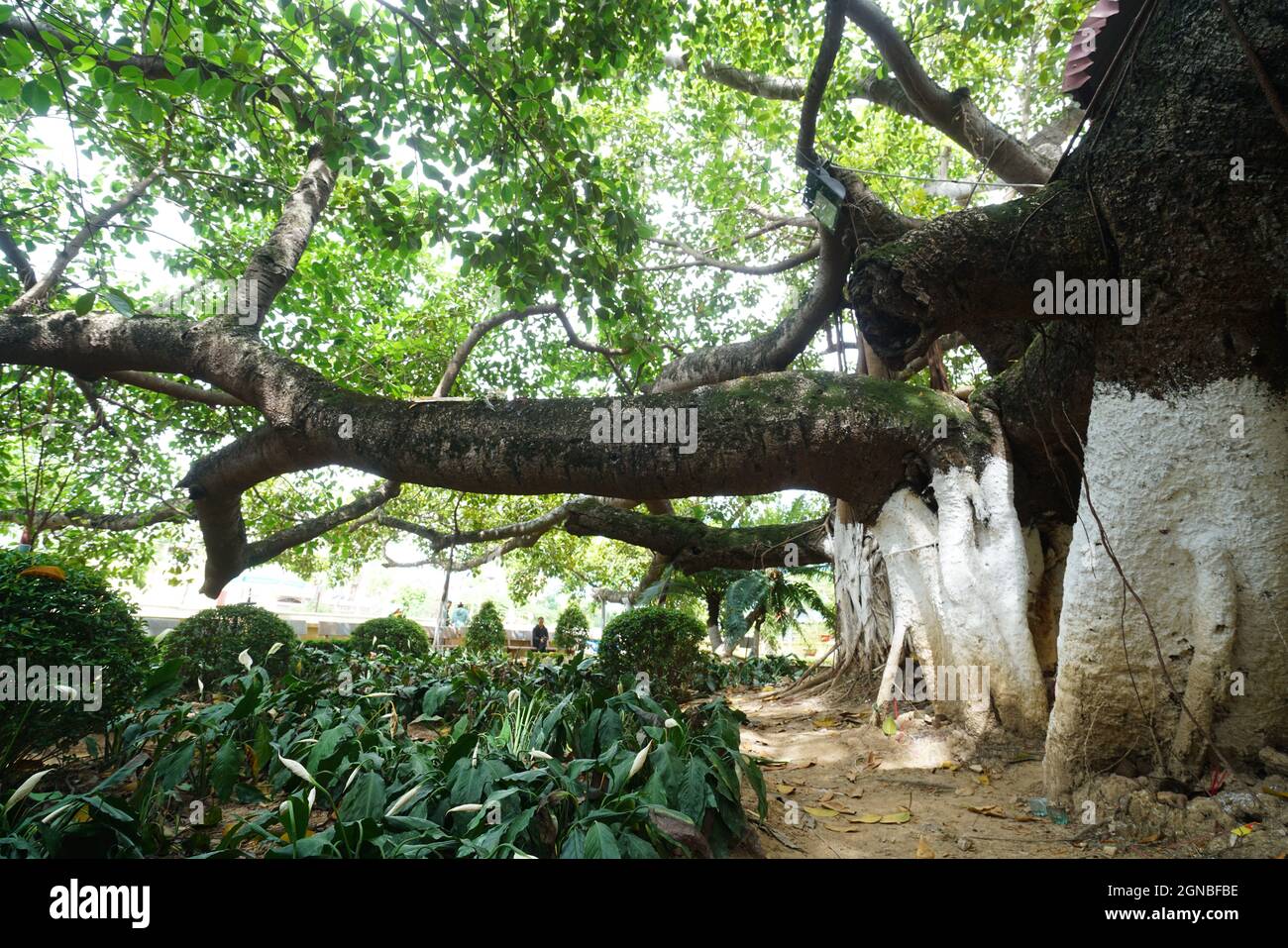 Nice giant tree in Hai Phong city northern Vietnam Stock Photo - Alamy