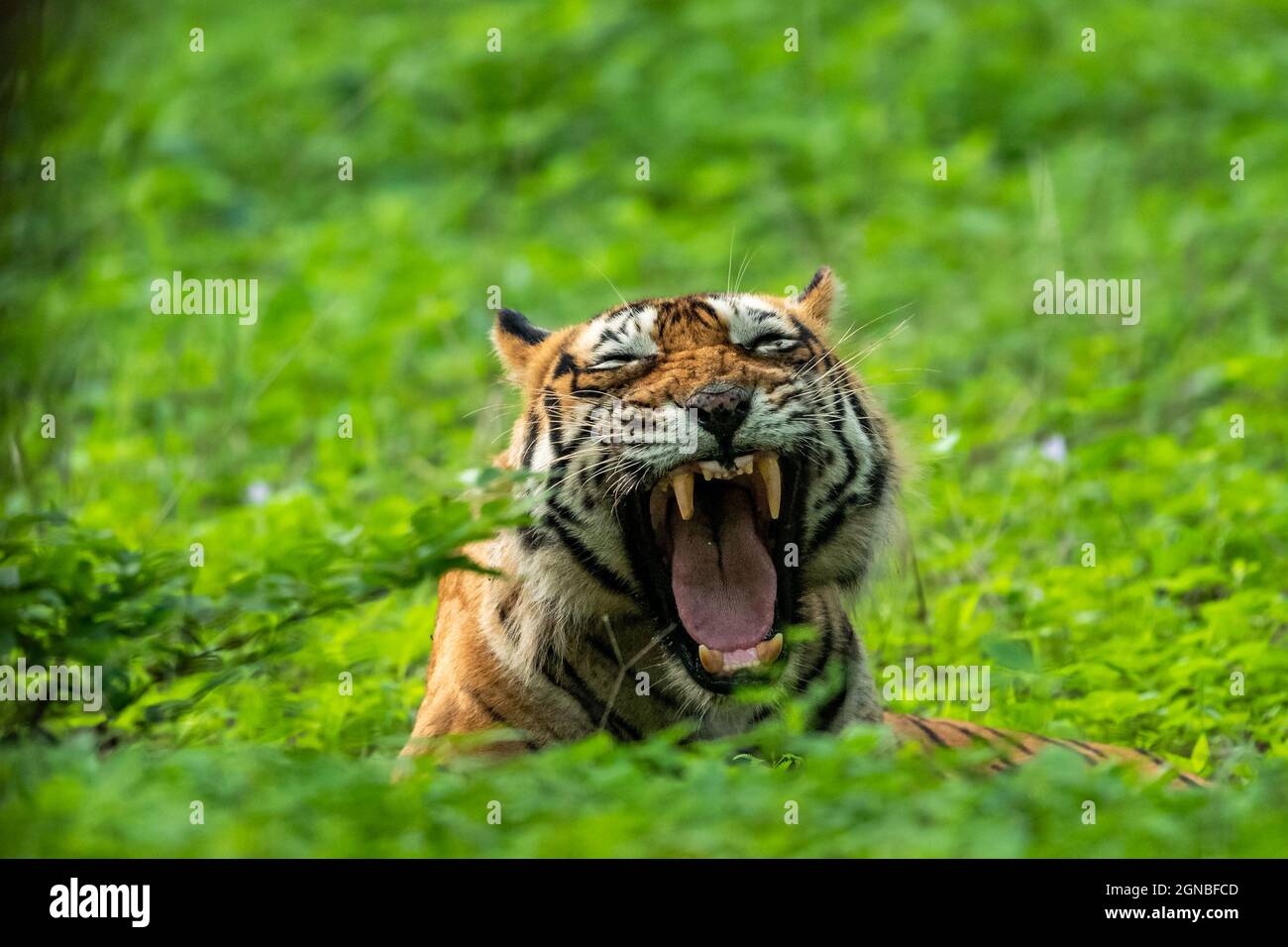 Angry Male Tiger