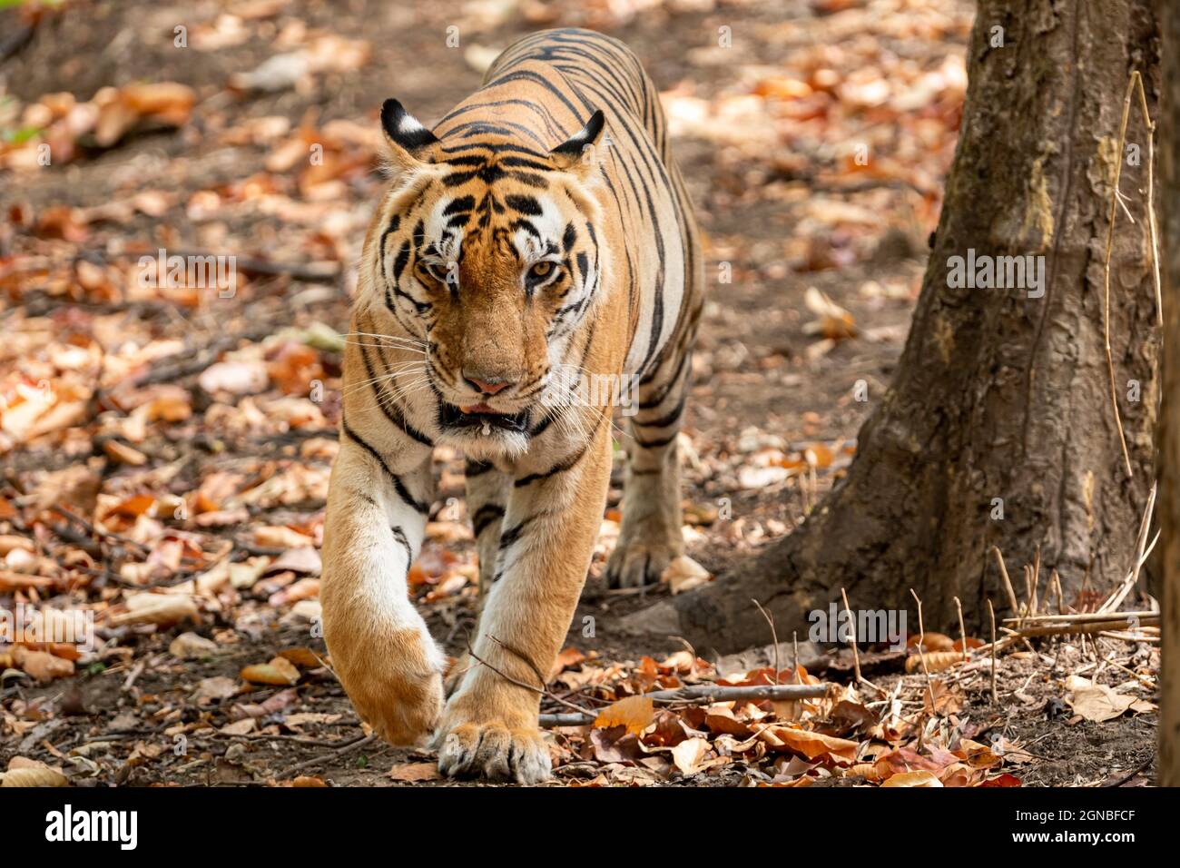 Bengal tiger male running hi-res stock photography and images - Alamy