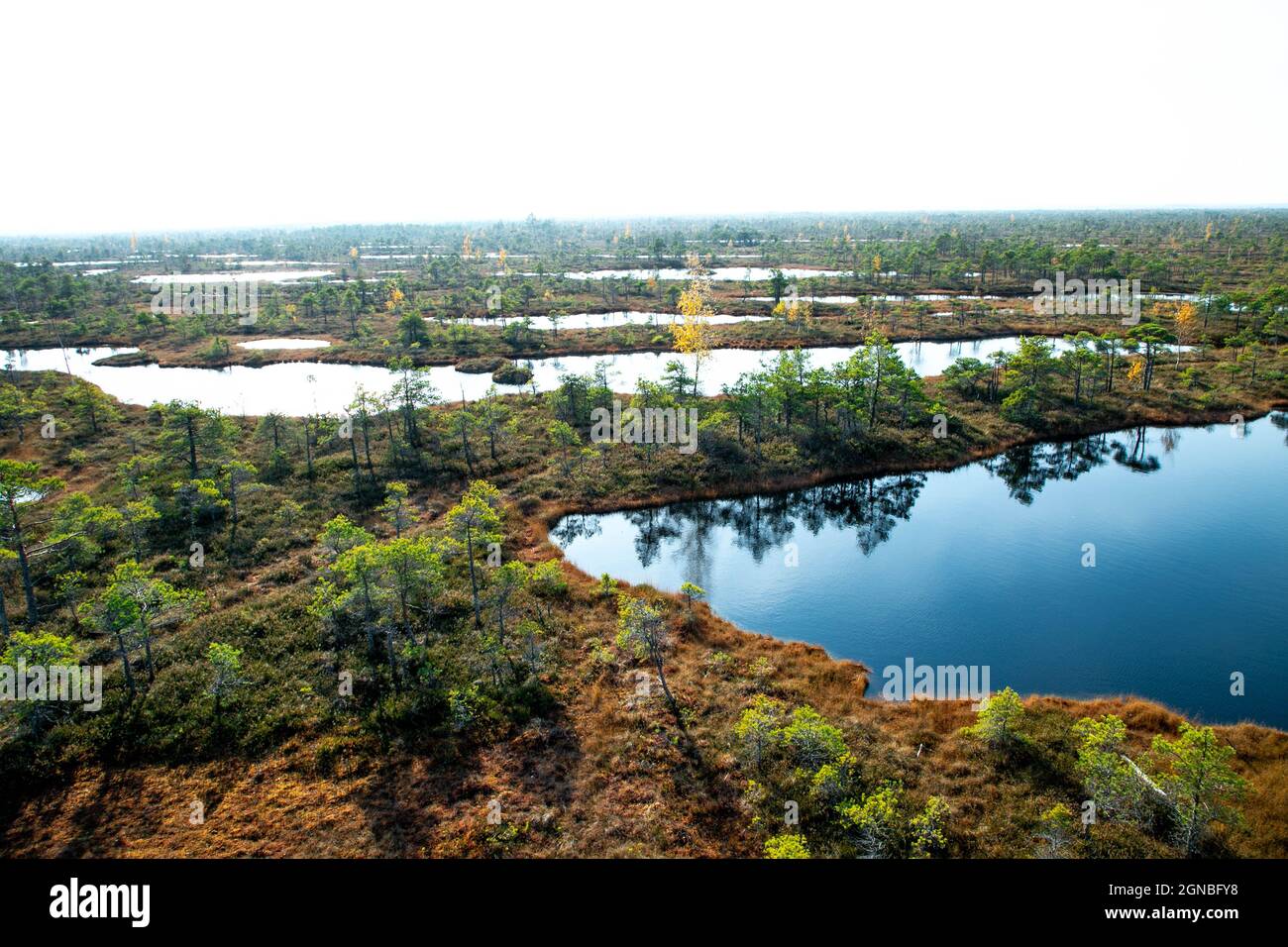 Bog environment hi-res stock photography and images - Alamy