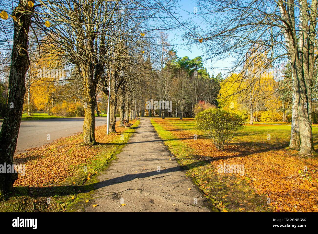 Park an autumn trees without leaves Stock Photo - Alamy