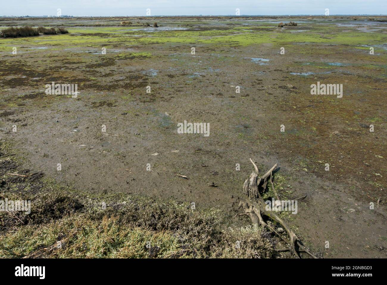 Coastal salt marshlands, wetlands of Aveiro lagoon, nature reserve ...