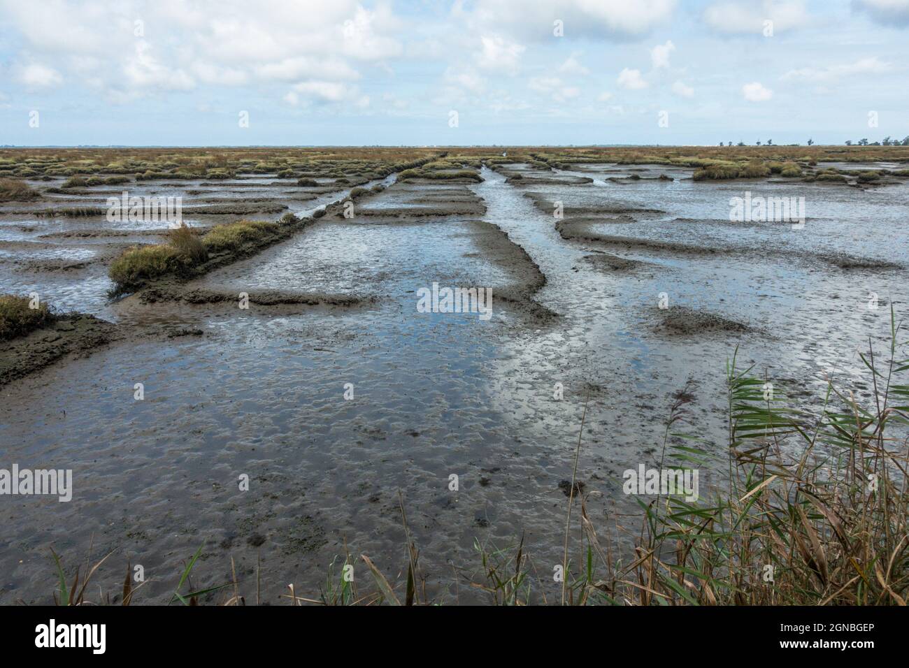 Coastal salt marshlands, wetlands of Aveiro lagoon, nature reserve ...