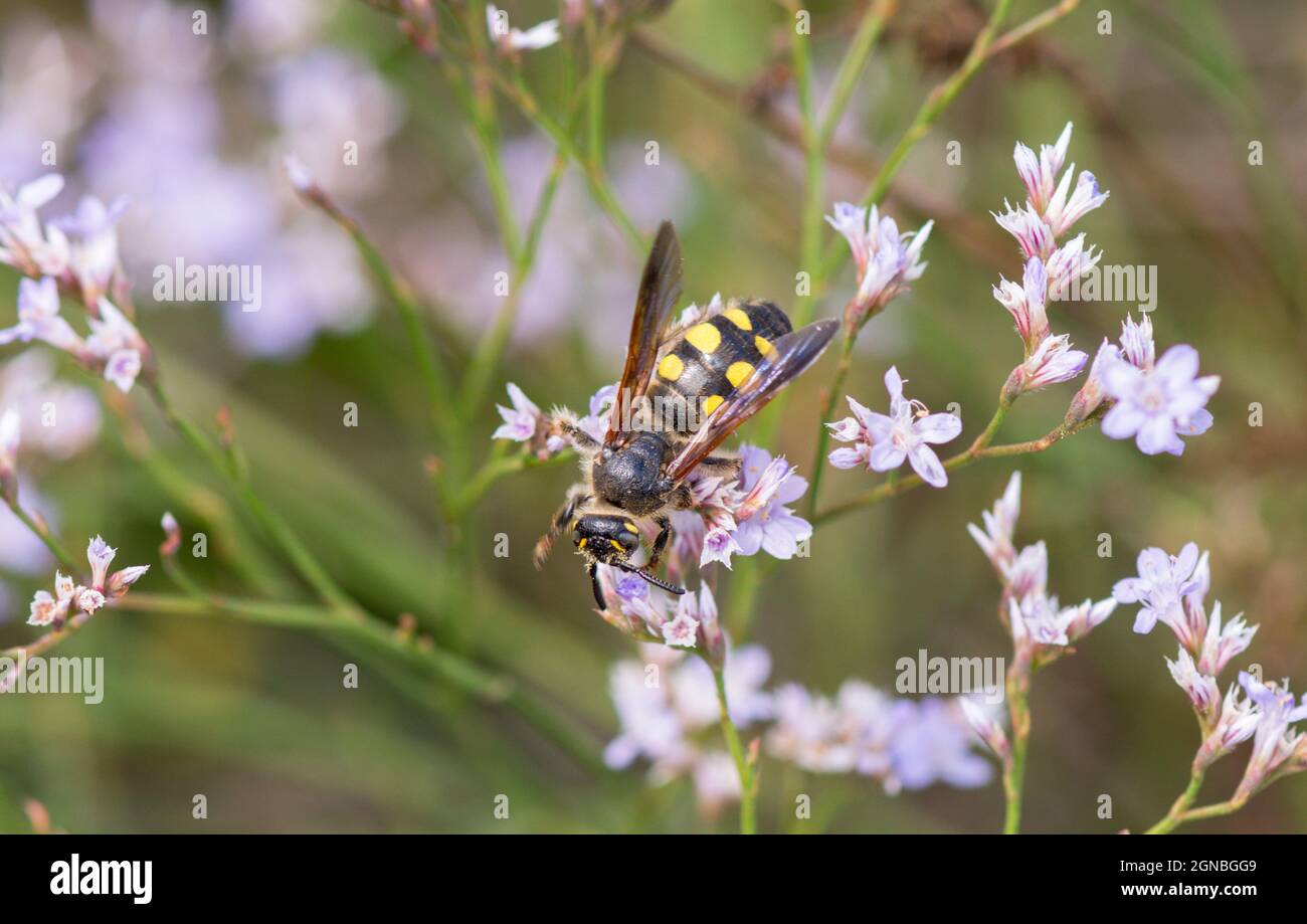 Big insects hi-res stock photography and images - Alamy