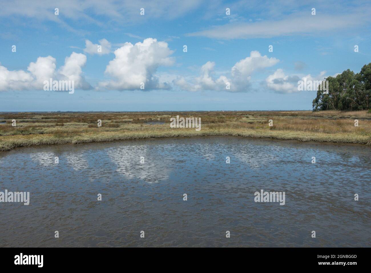 Coastal salt marshlands, wetlands of Aveiro lagoon, nature reserve ...