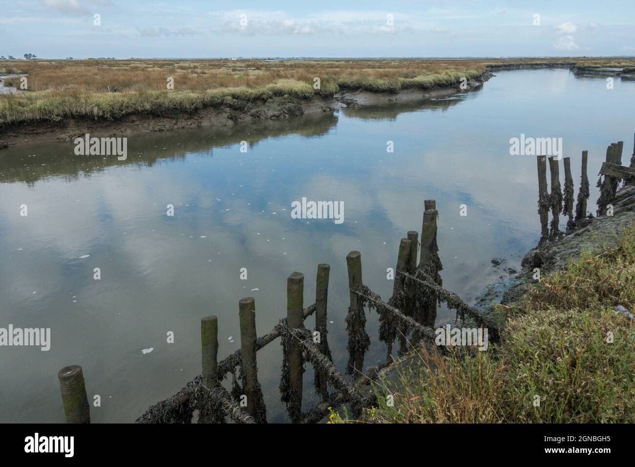 Coastal salt marshlands, wetlands of Aveiro lagoon, nature reserve ...