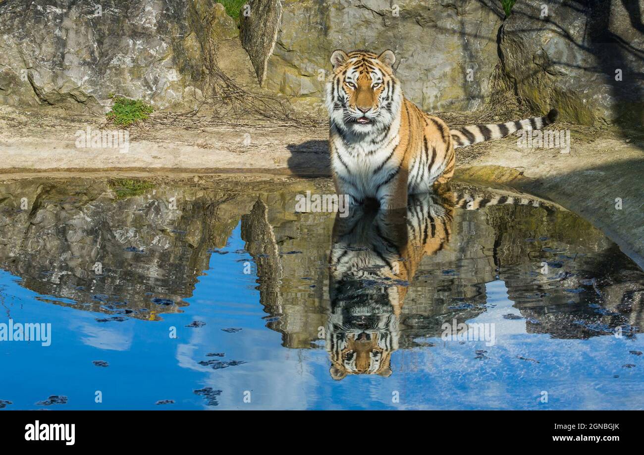Tiger Is Drinking Water River Water High Resolution Stock Photography ...