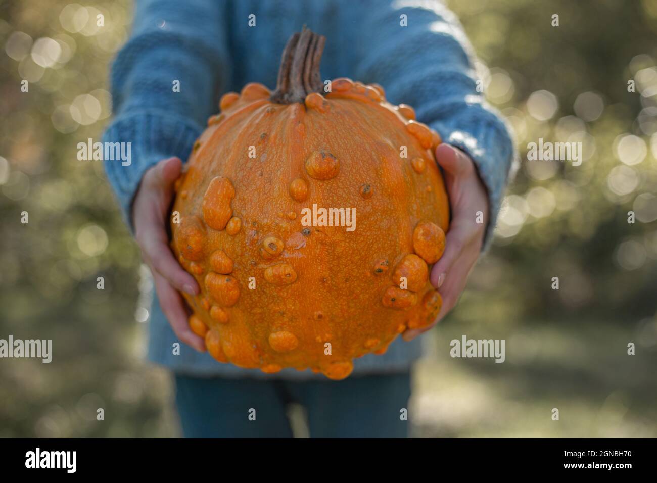 Deformed ugly orange pumpkin in a child hands Stock Photo - Alamy