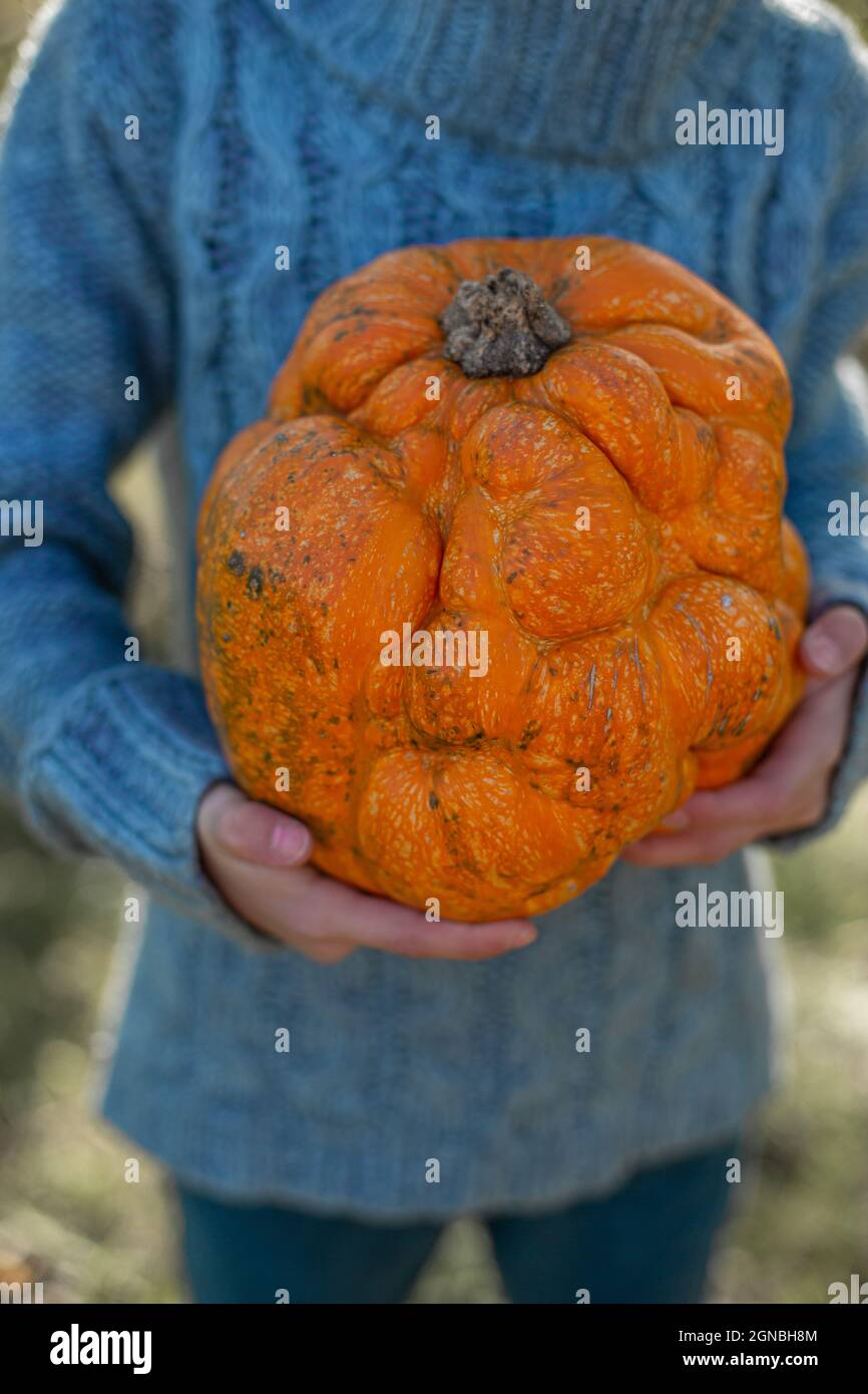 Deformed ugly orange pumpkin in a child hands Stock Photo - Alamy