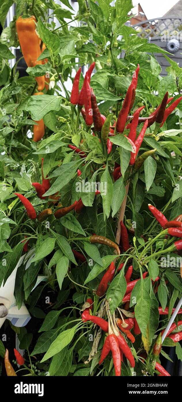 Red Chilis growing outdoor Stock Photo - Alamy