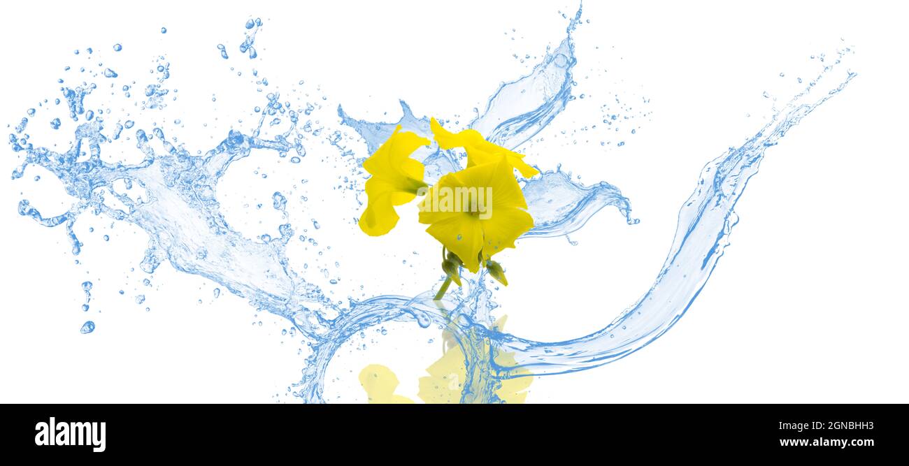 yellow flower with water splash Stock Photo - Alamy