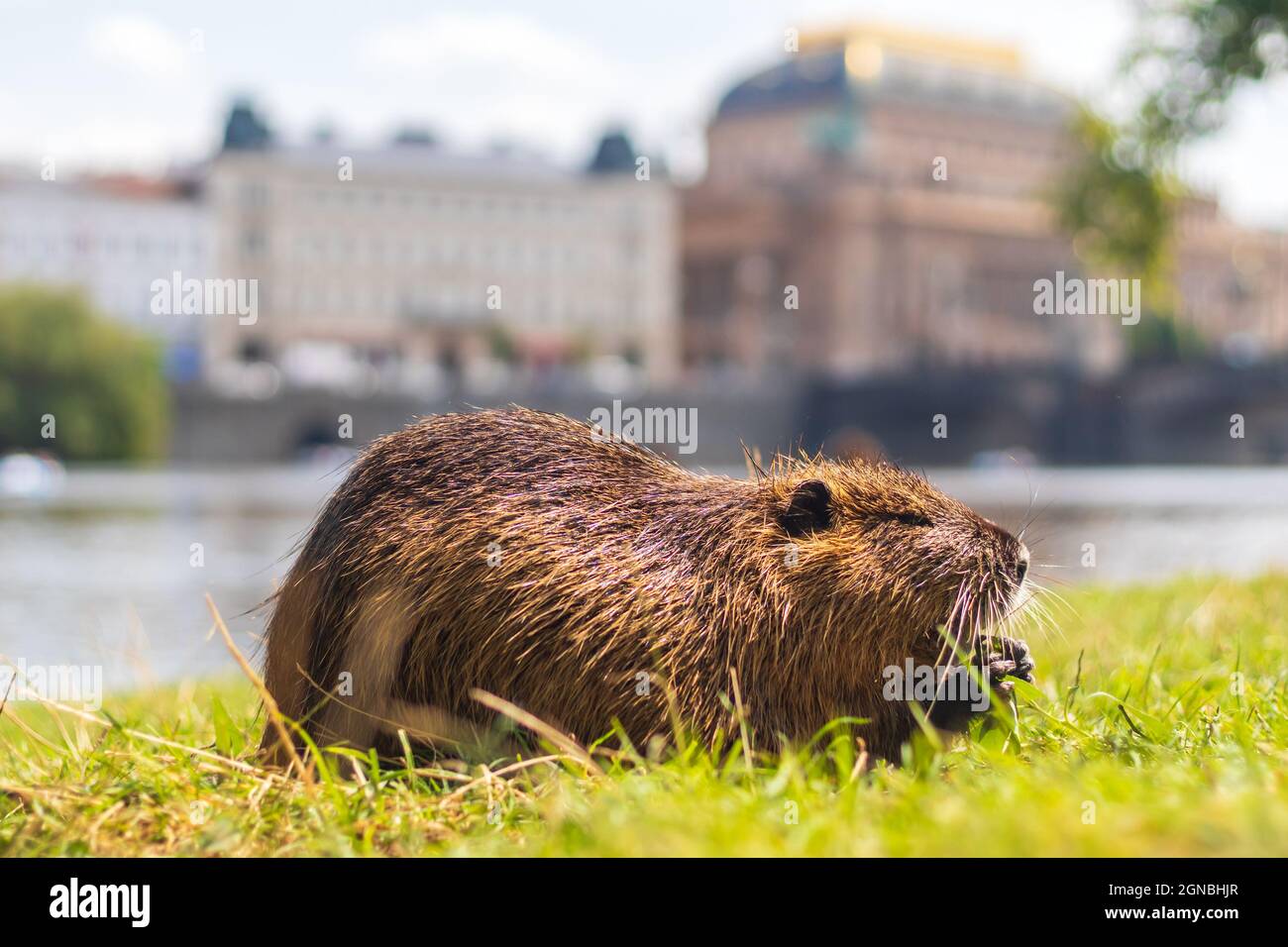 Nutria on Strelecky Island on the Vltava river, National Theatre in the ...