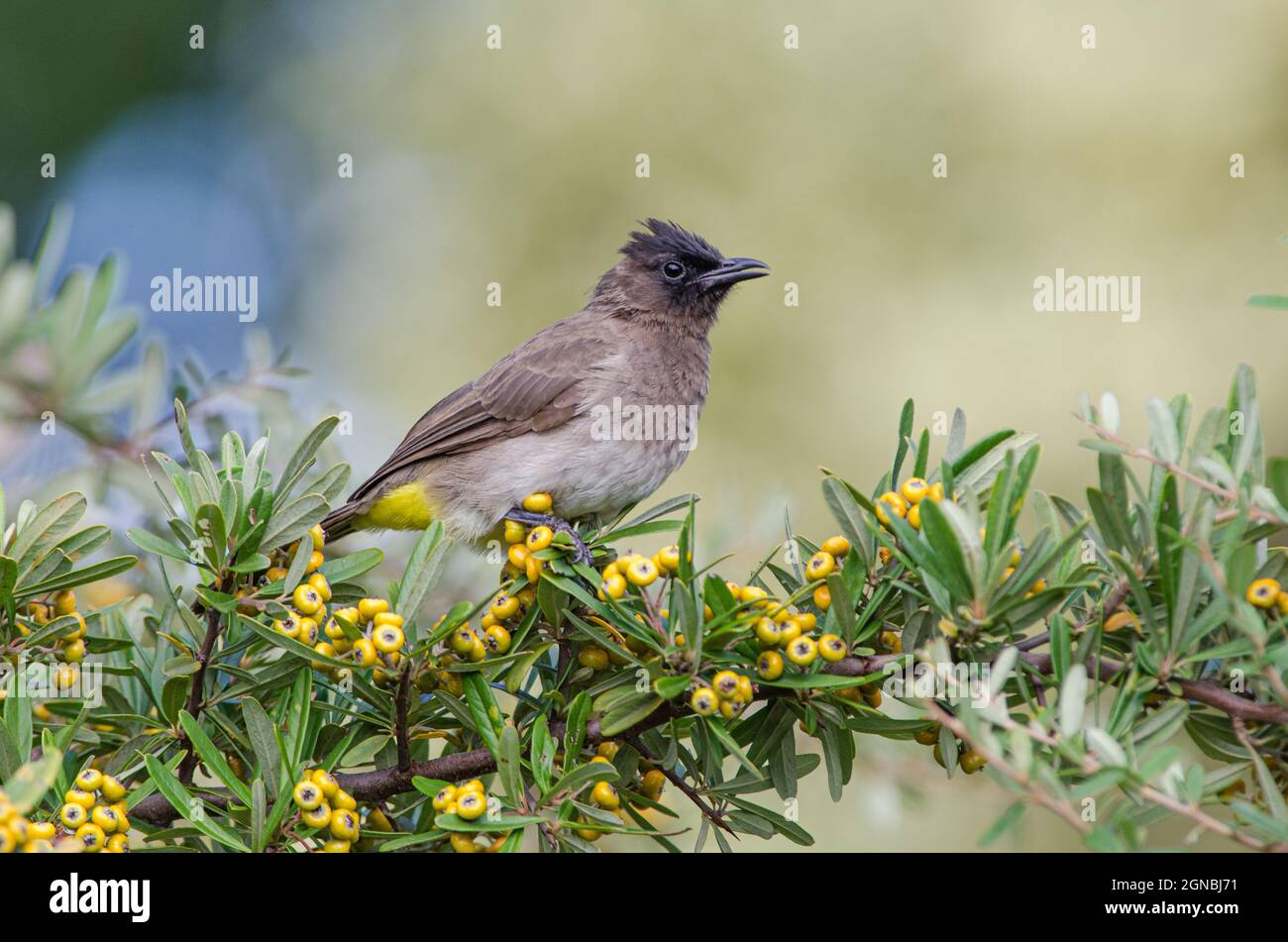 Dark-capped Bulbul (Pycnonotus tricolor), Grahamstown/Makhanda, Eastern ...