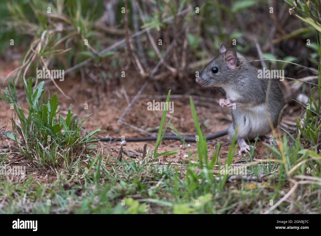 Rat (Rattus rattus) in a garden in Grahamstown/Makhanda, Eastern Cape ...