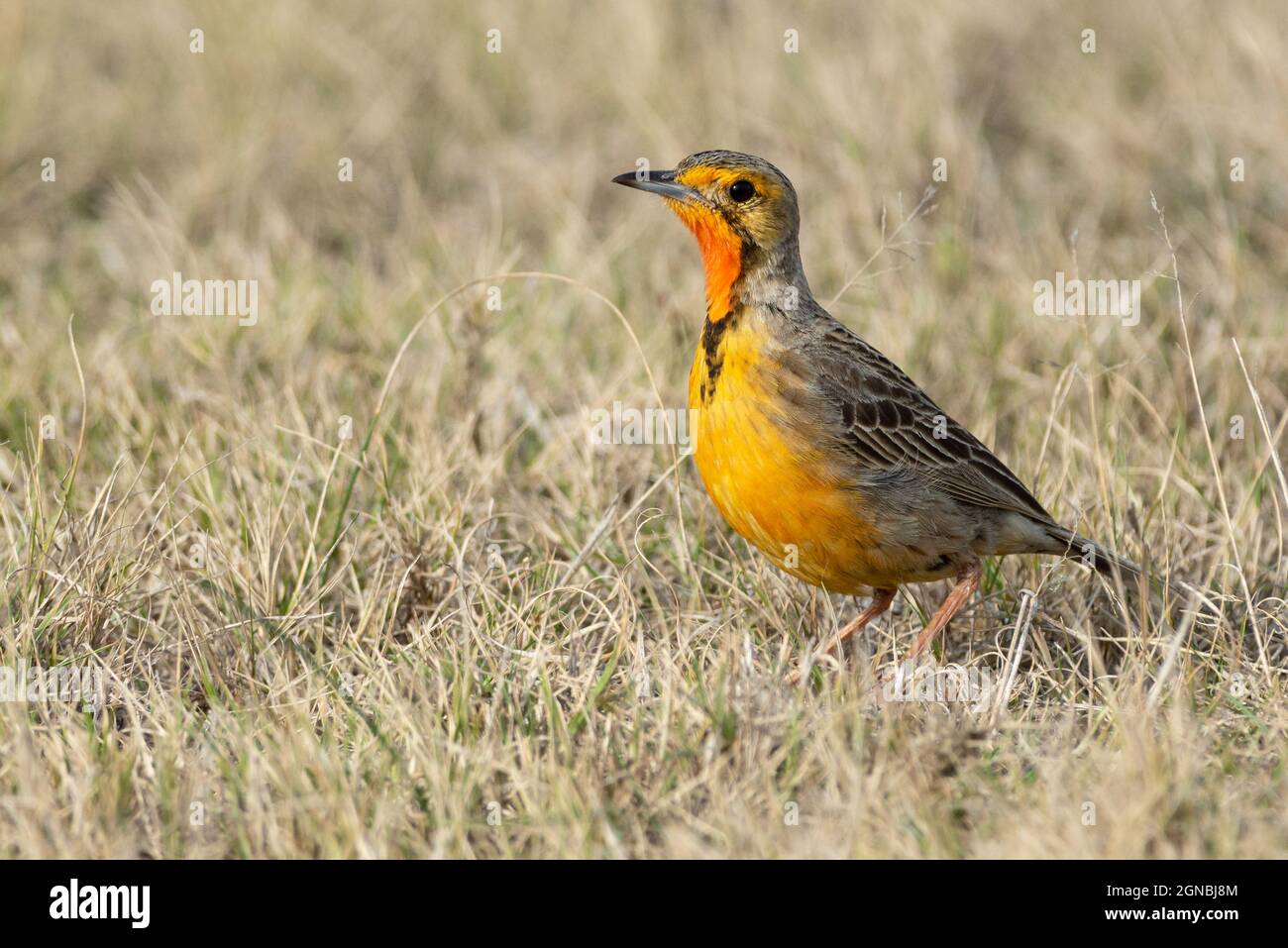 Cape Longclaw (Macronyx capensis) at Grahamstown/Makhanda, Eastern Cape ...