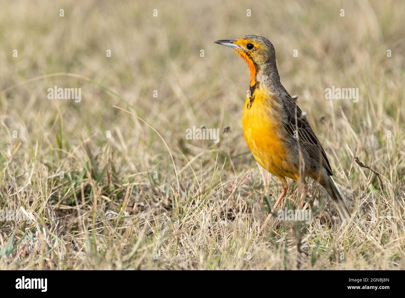 Cape Longclaw (Macronyx capensis) at Grahamstown/Makhanda, Eastern Cape ...