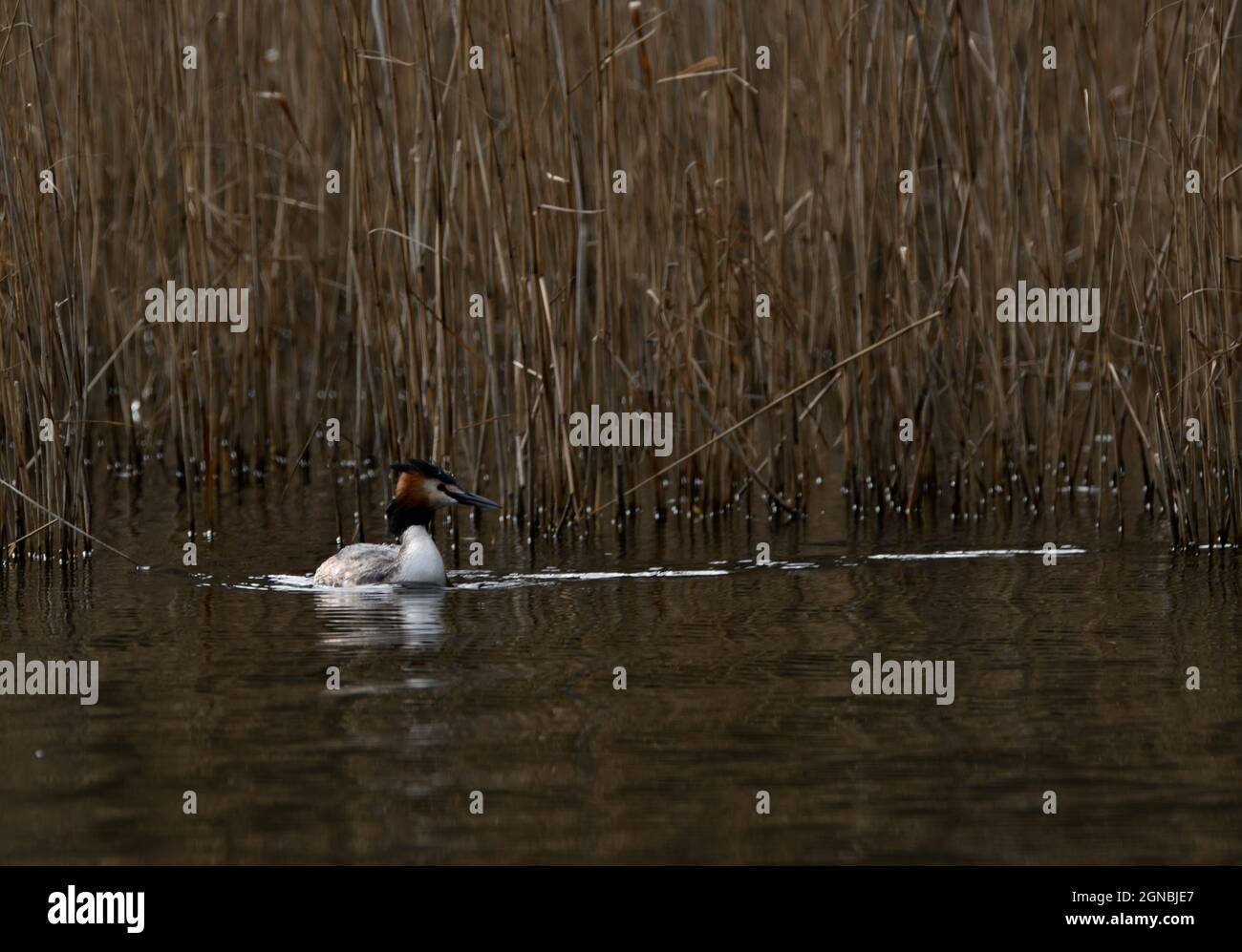 great crested grebe swimming on the lake Stock Photo - Alamy