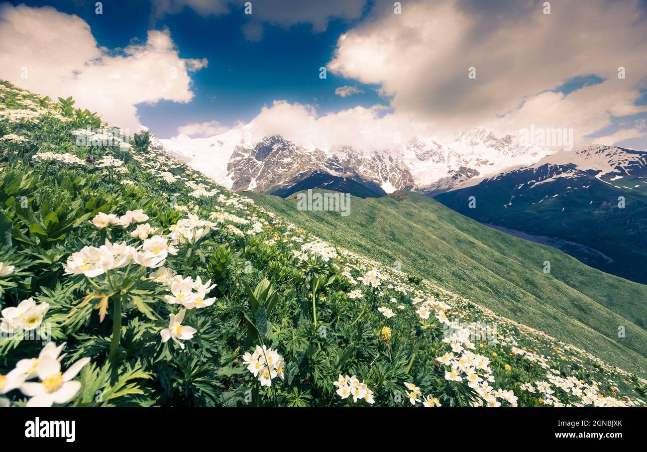Fields of blooming white flowers in the Caucasus mountains. Majestic ...