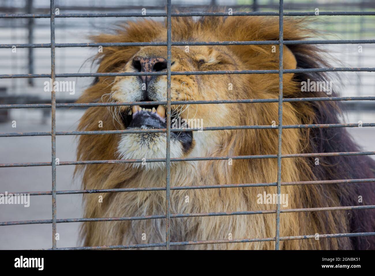 Lion is crying from behind the cage bars. Wild animals Stock Photo - Alamy
