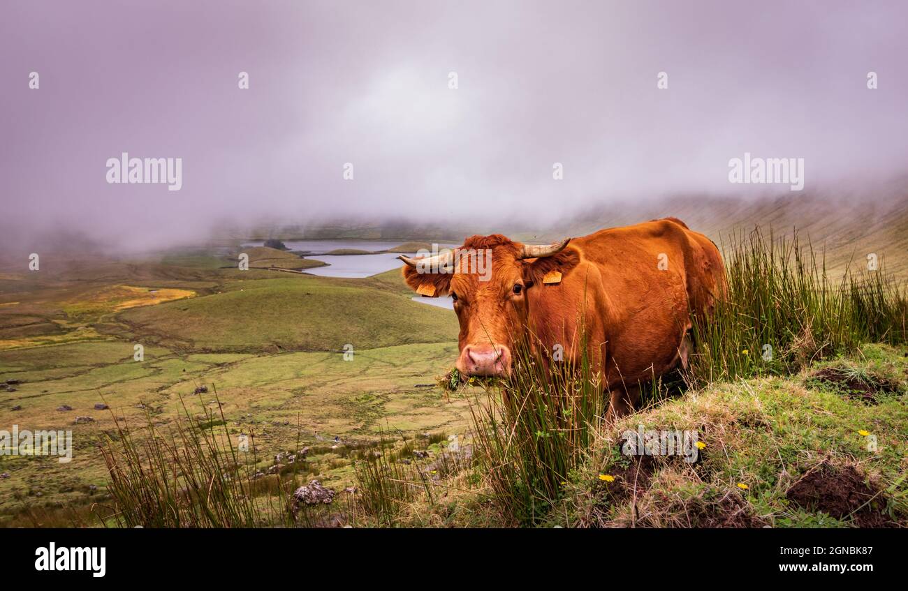 Curious cow, Azores islands, Corvo, travel destination, nature Stock ...