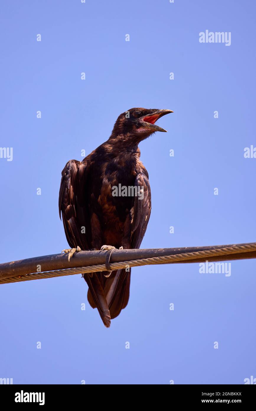 Raven cable sky animal wildlife hi-res stock photography and images - Alamy